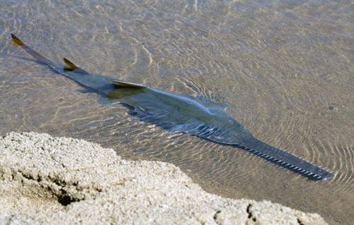 Ikan purba yang masih ada sampai sekarang | IPA Edukasi