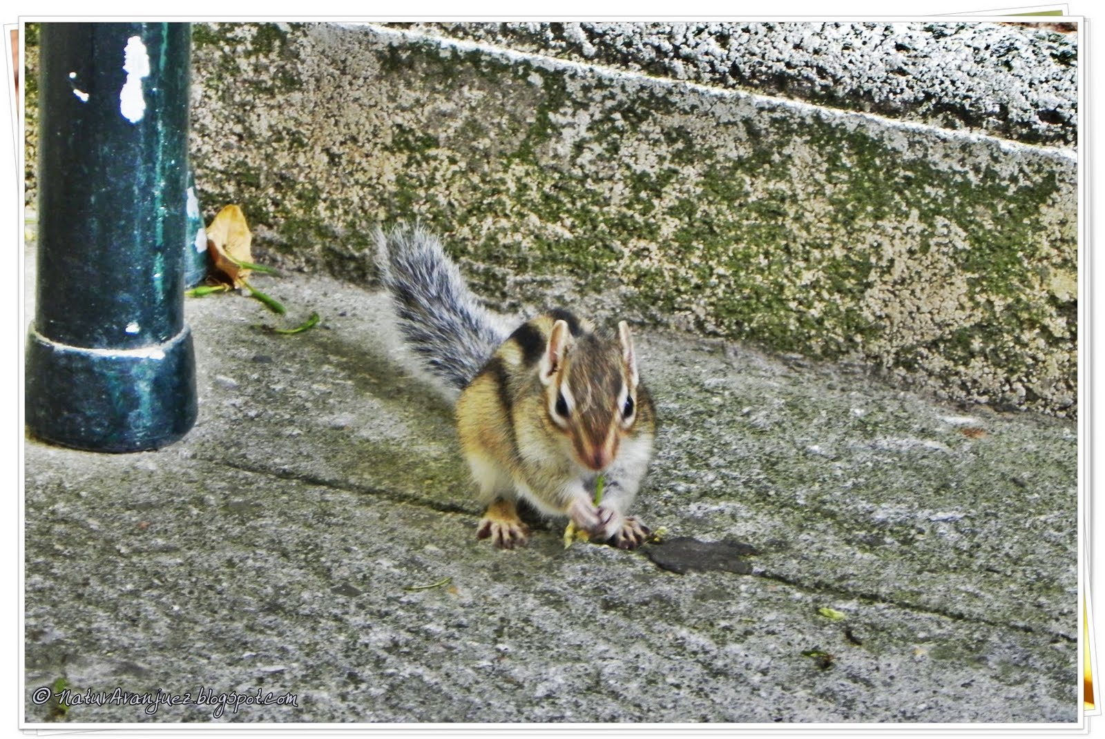 NaturAranjuez: La Ardilla Listada (Eutamias sibiricus)