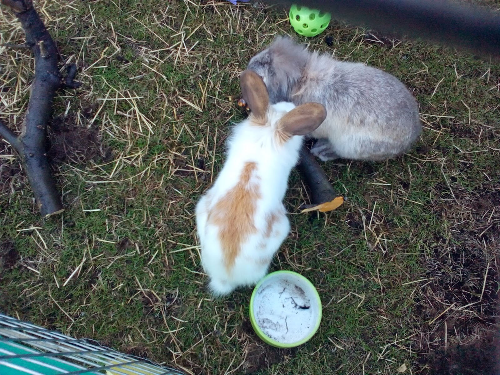 The Residential Autist: rabbit cuteness;photos included