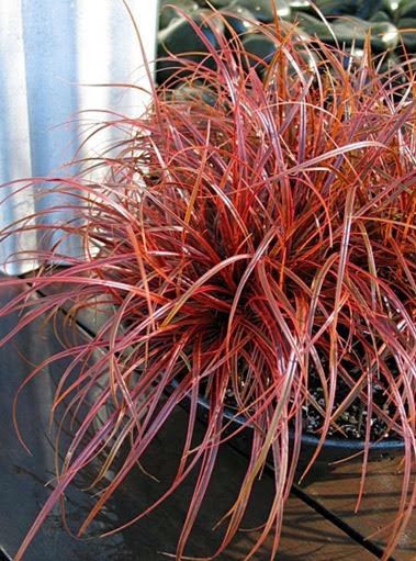 Grama Vermelha Rubra Uncinia