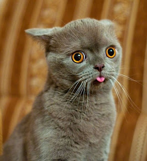 Your Source of Randomness: WTF Kitty Pictures