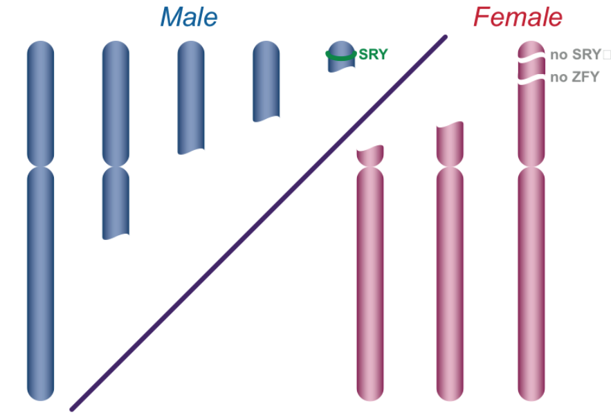 What makes us male/female?: The Testis Determining Factor
