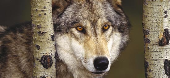 eolapaz: En boca del lobo