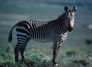 zebra