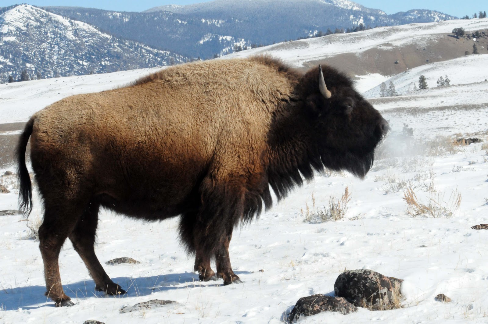 Beautiful Wildlife pictures | American Bison | cini clips