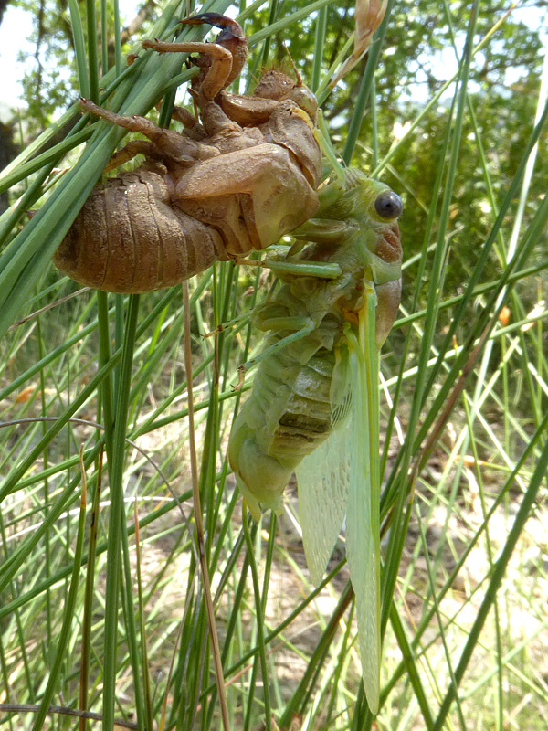 PASOS: El renacimiento de una cigarra. Chiriveta (Huesca), 4 de julio