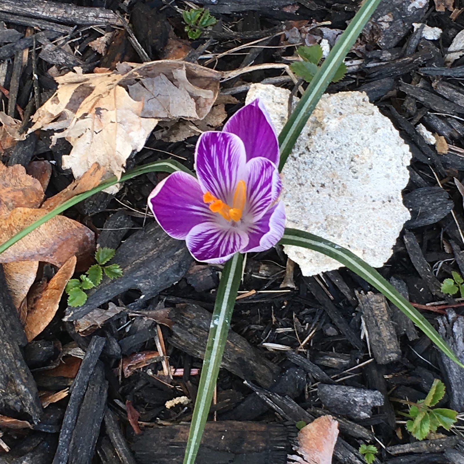 A Journey into the Past: Crocus
