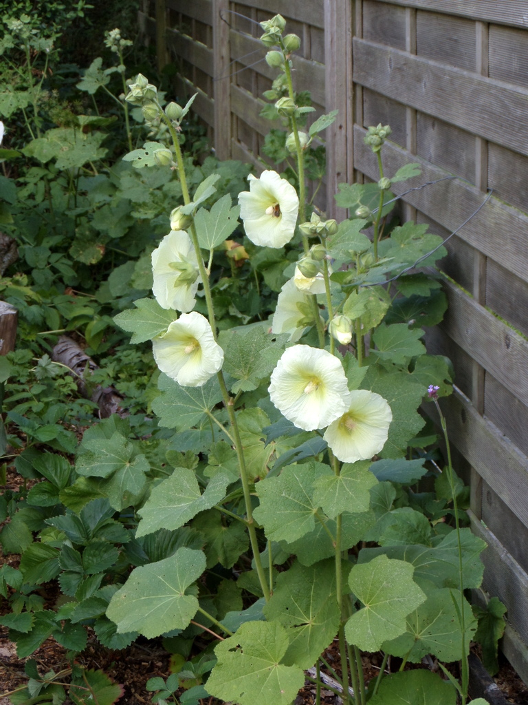 Heidis Have: Yes Yes Yes - 15 mm regn til os .....