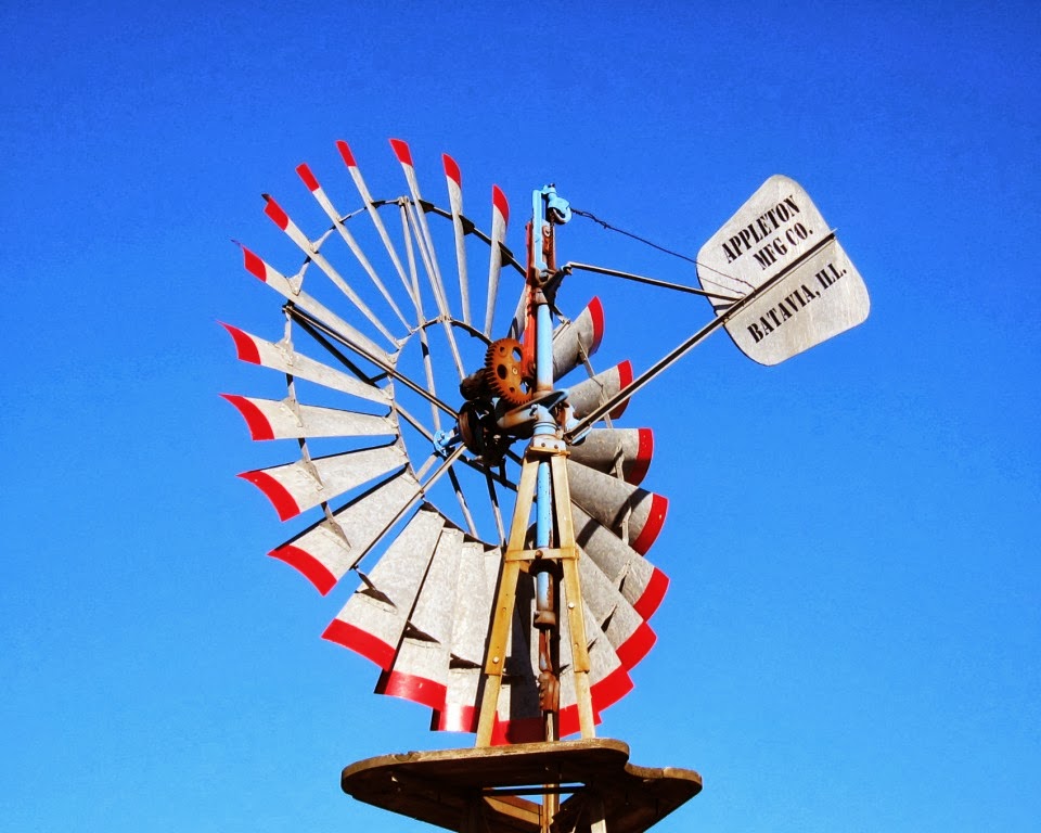 Doves Today: Wind flowers