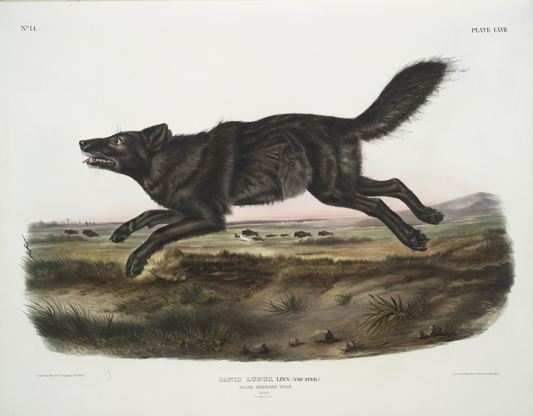Abe's Animals: 2 recently extinct wolves that look scary