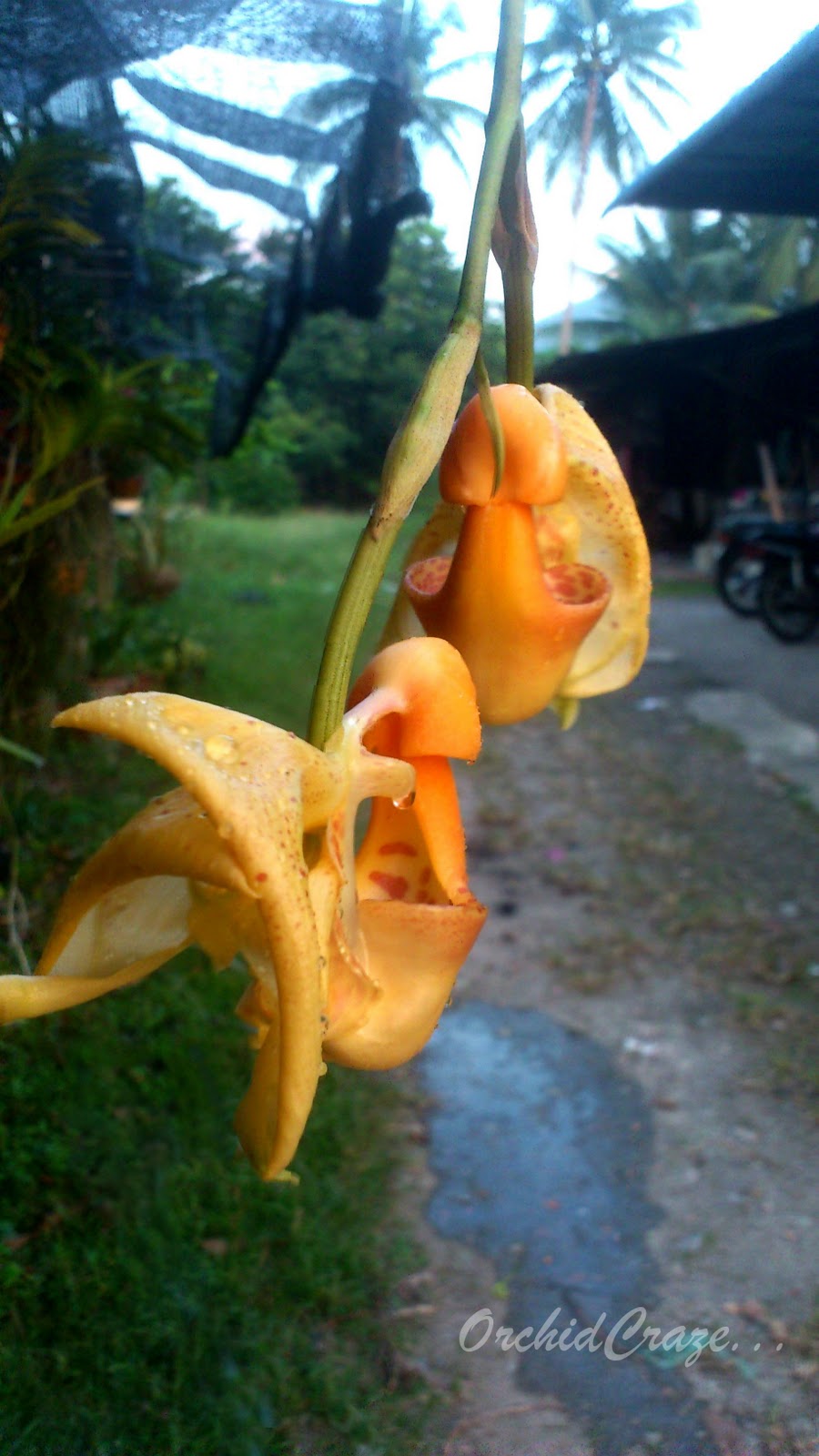Bunga Orkid: Bucket Orchid