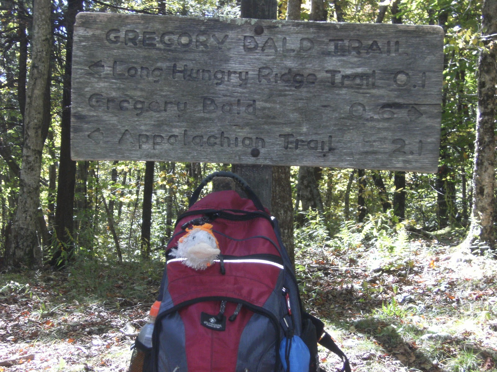 GSMNP - HIKER: Hike to Gregory Bald in the GSMNP