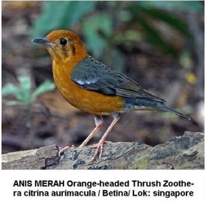 Jenis - Jenis Anis Merah - Trend burung