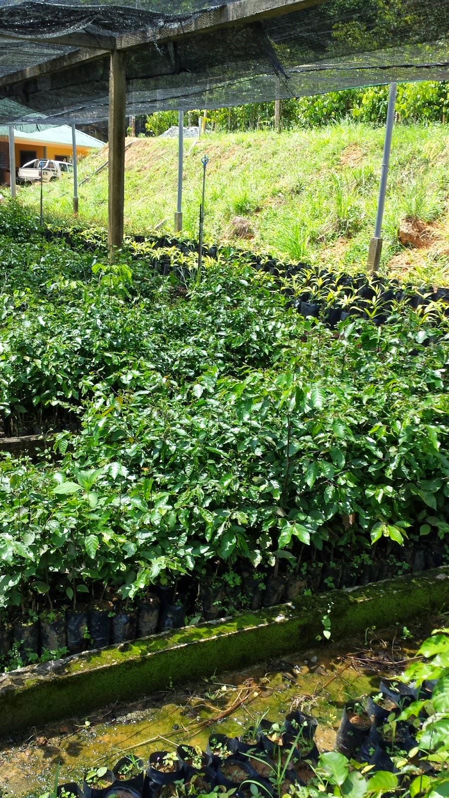 Dari Hutan ke Bandar...: Merawan Siput Jantan @ Cengal Pasir