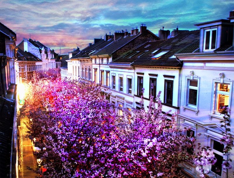 Tunnel of Cherry Trees in Bonn, Germany