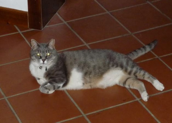 Rumore di fusa: In ricordo di Alice, gatta dalle molte vite