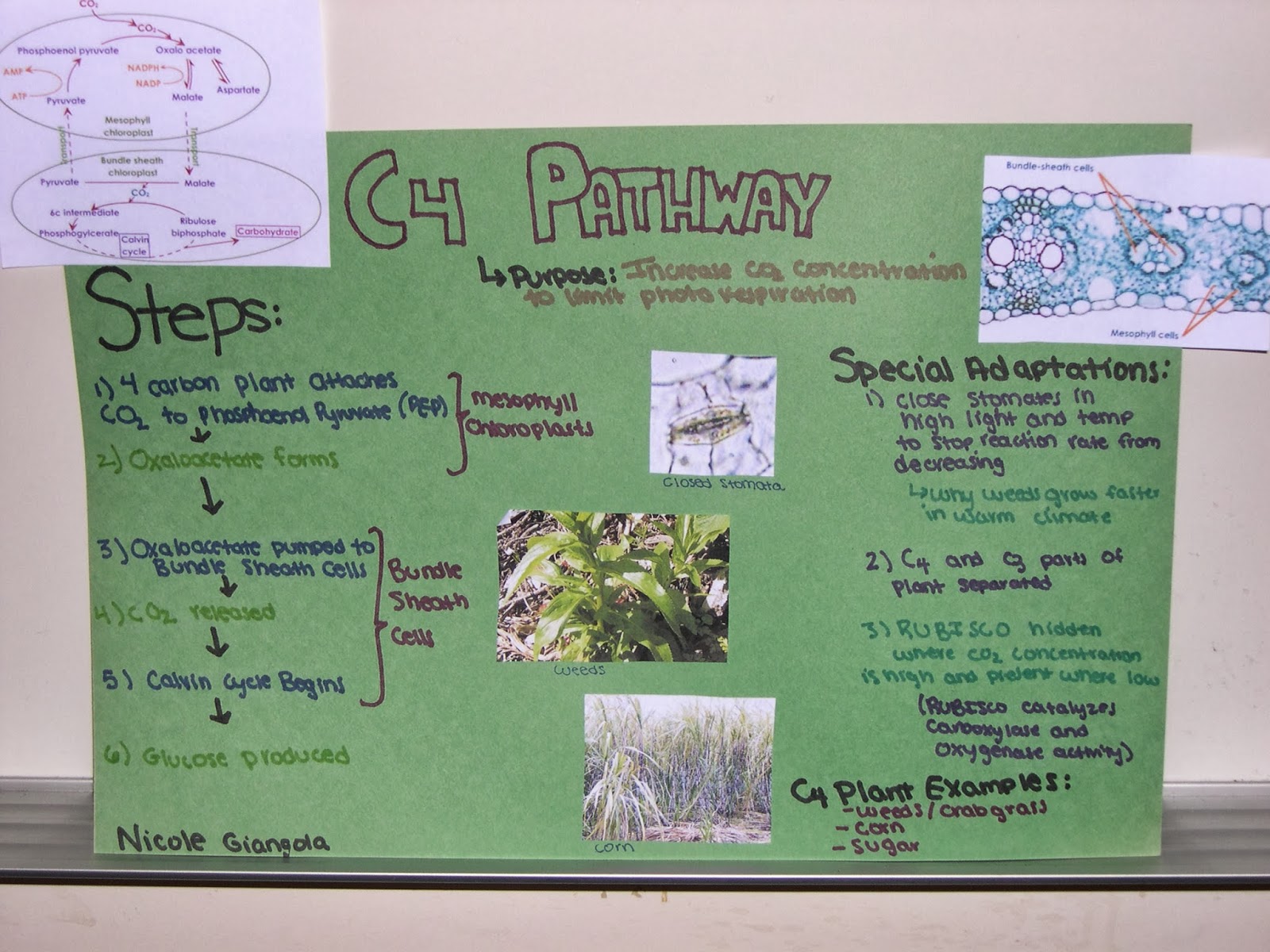 Bronxville Science Department: AP Biology Cell Energetics Projects