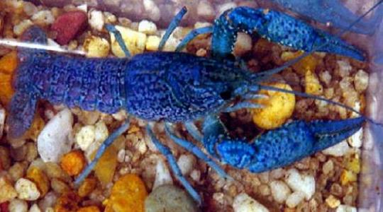 Medan CrayFish | CrawFish | Crawdad: Blue Crawfish / Electric Blue ...