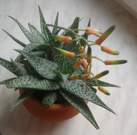 Kaktusowo ;): ALOE RAUHII CV. SNOWFLAKE