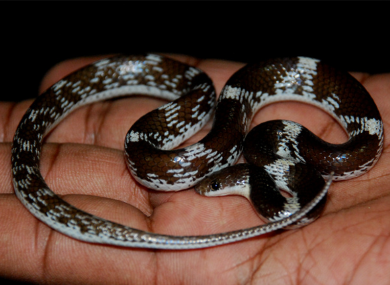 Wild life: Barred wolf (Lycodon striatus)