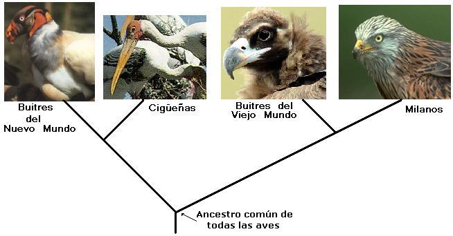BIOFLAGRANTES*: CLADO E CLADOGRAMA
