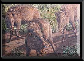 jobsanger: Prehistoric "Pig" Found In Amarillo