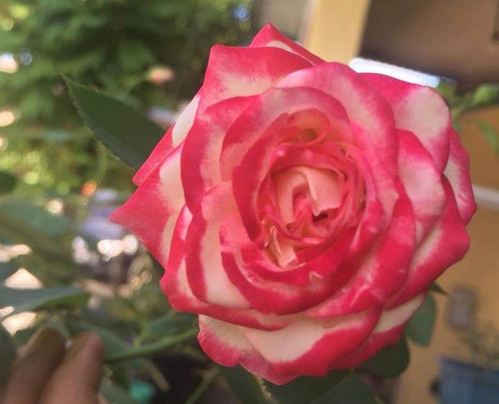 Kumpulan Gambar setangkai Bunga Mawar Berbagai Warna Cantik