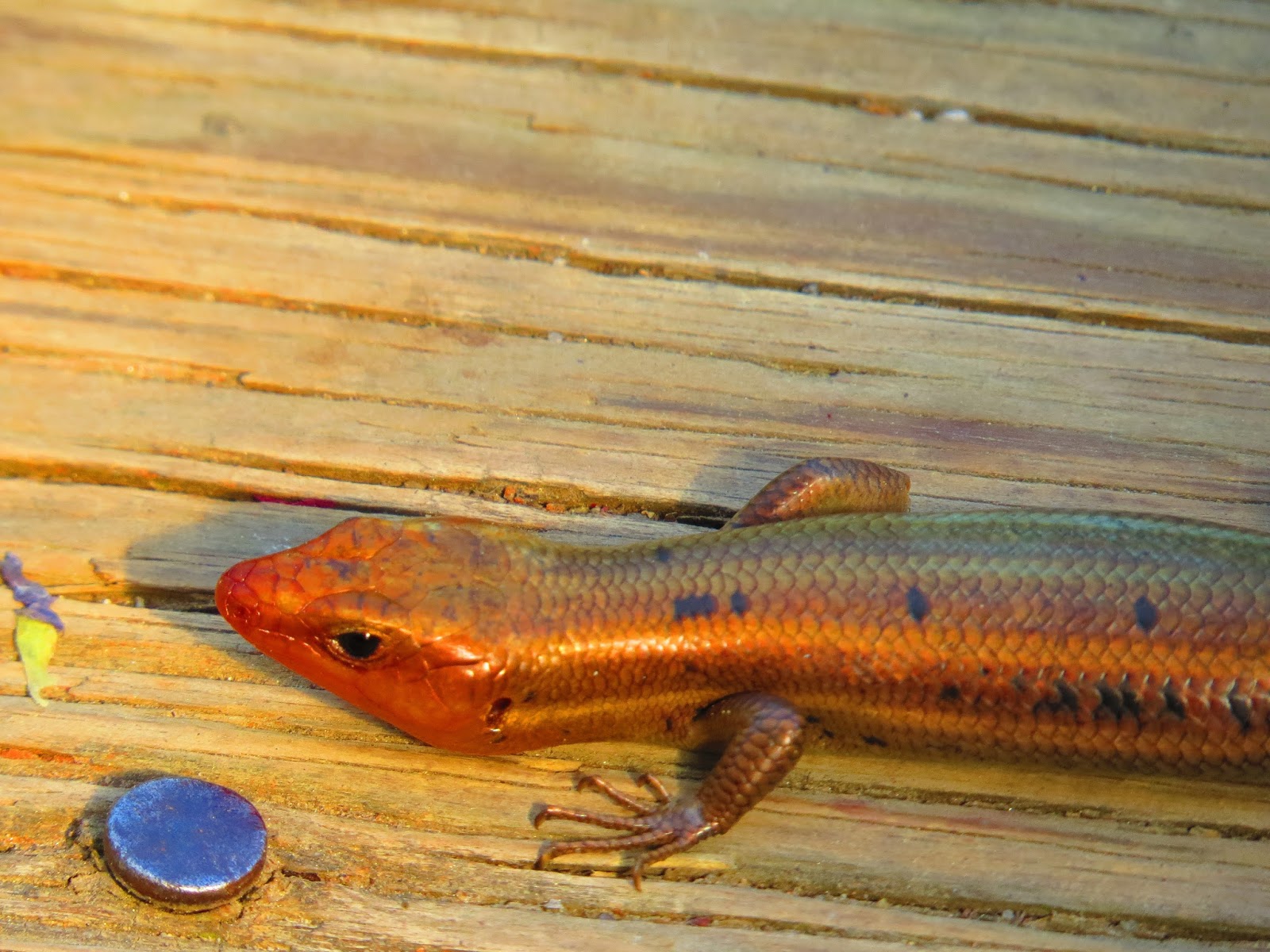 Let Your Light Shine: Copper