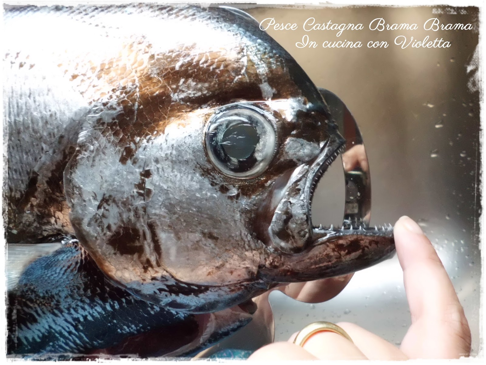 In Cucina Con Violetta: Farfalle con Pesce Castagna Brama Brama