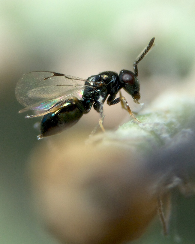 ムシをデザインしたのはダレ？: ダイコンアブラムシ と 2次寄生蜂