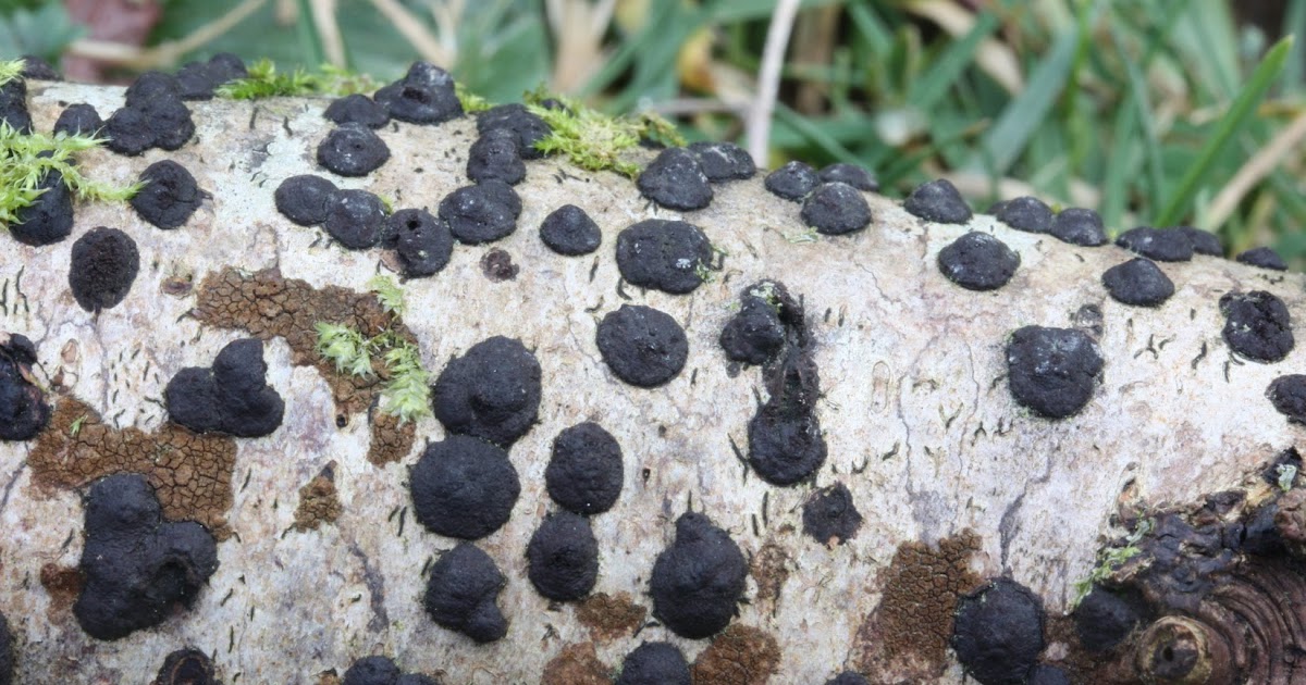 Guía de Setas y Hongos de Navarra.: Hypoxylon fuscum (Pers. ex Fr.) Fr.