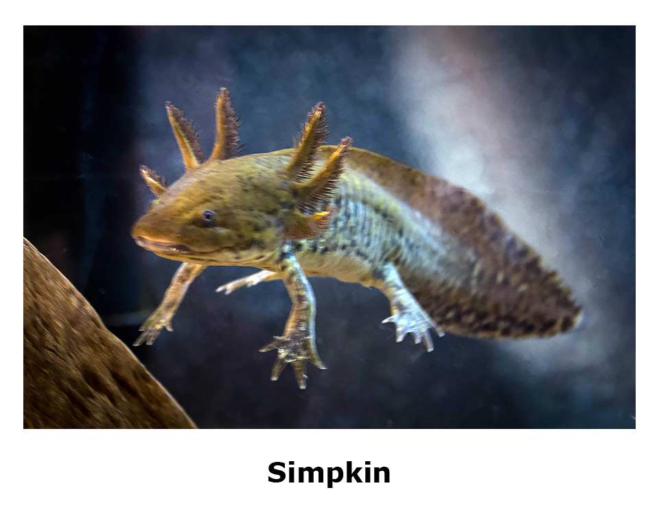 Pacific Science Center Life Sciences: How to Choose an Axolotl