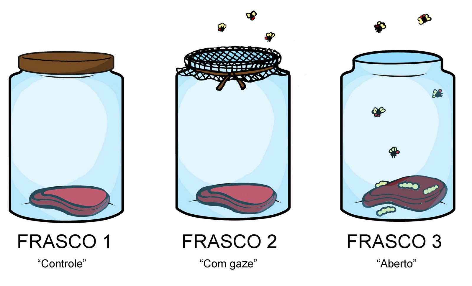 colectivo05904: EXPERIMENTO DE REDI