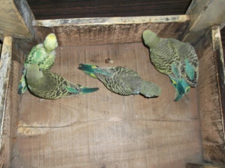 Budgies,Budgerigar,Badrika Pet Bird in Kolkata: 2014