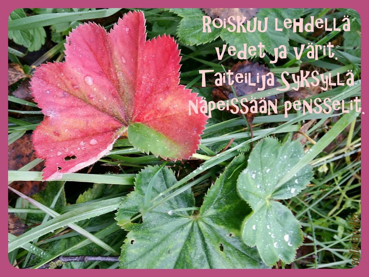 Sadut ja lorut lumoaa: Syksyisiä runoja