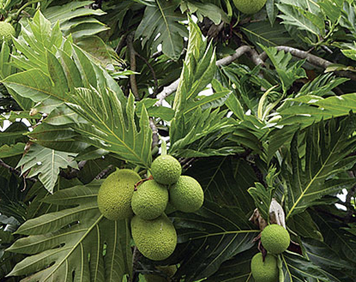 Klasifikasi Tanaman Sukun - Klasifikasi Tanaman