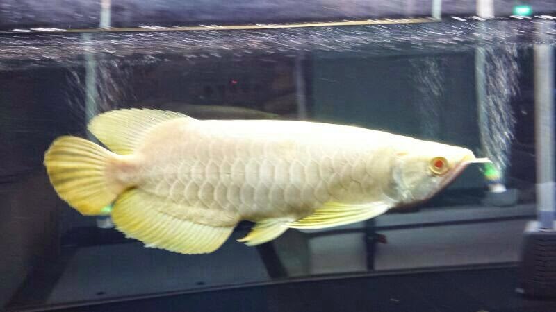 PT Griya Artha Kencana Aquarium: Platinum fish / exotic fish / rare fish