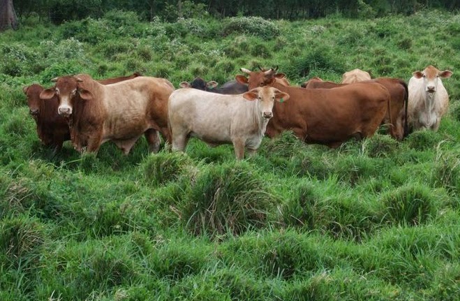 paleric: TINIAN RANCH LIFE IN 1835