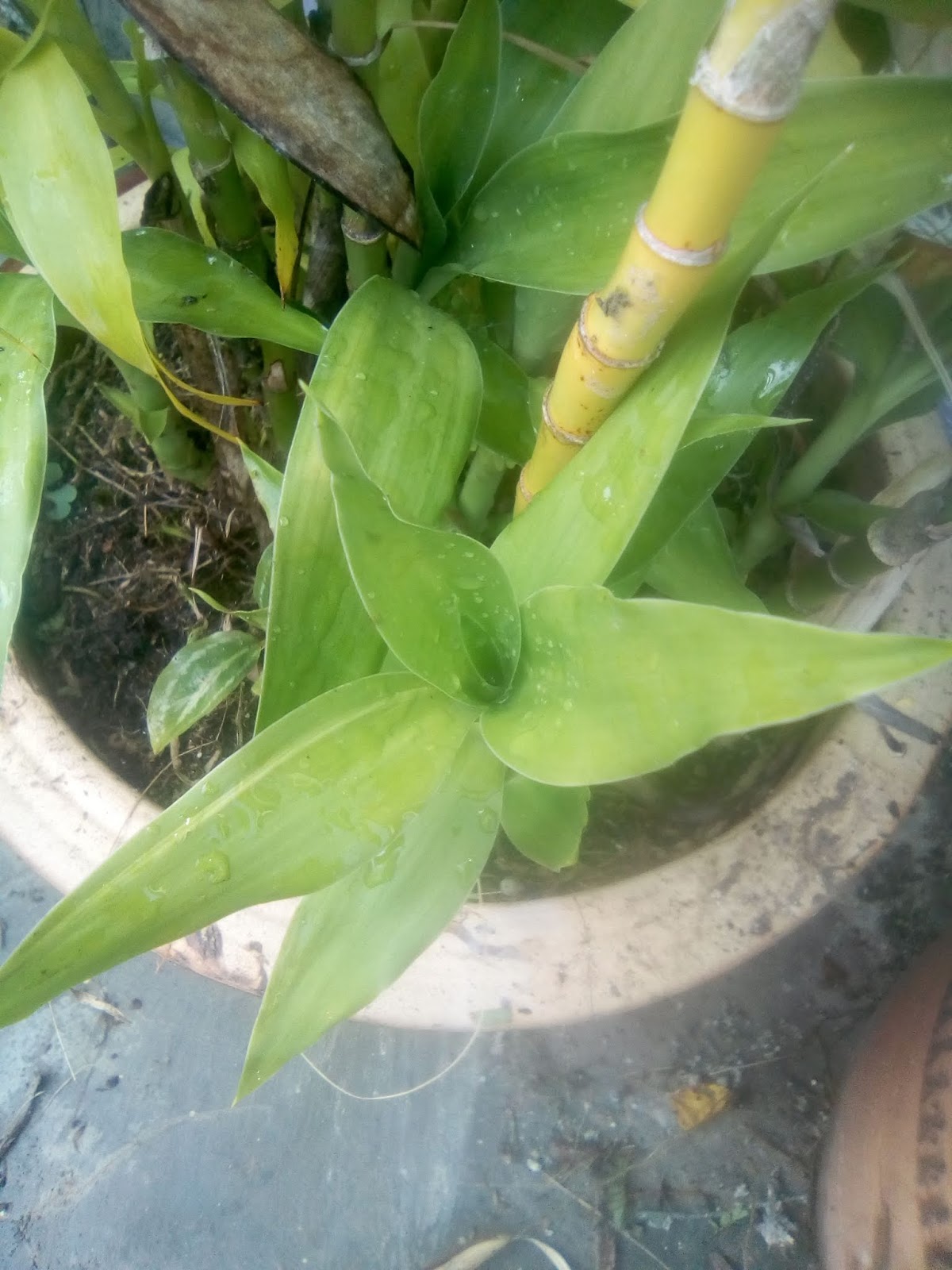 Jom Tanam Sayur ( JTS ) : Pokok Bunga Buluh Tuah @ Dracaena ...