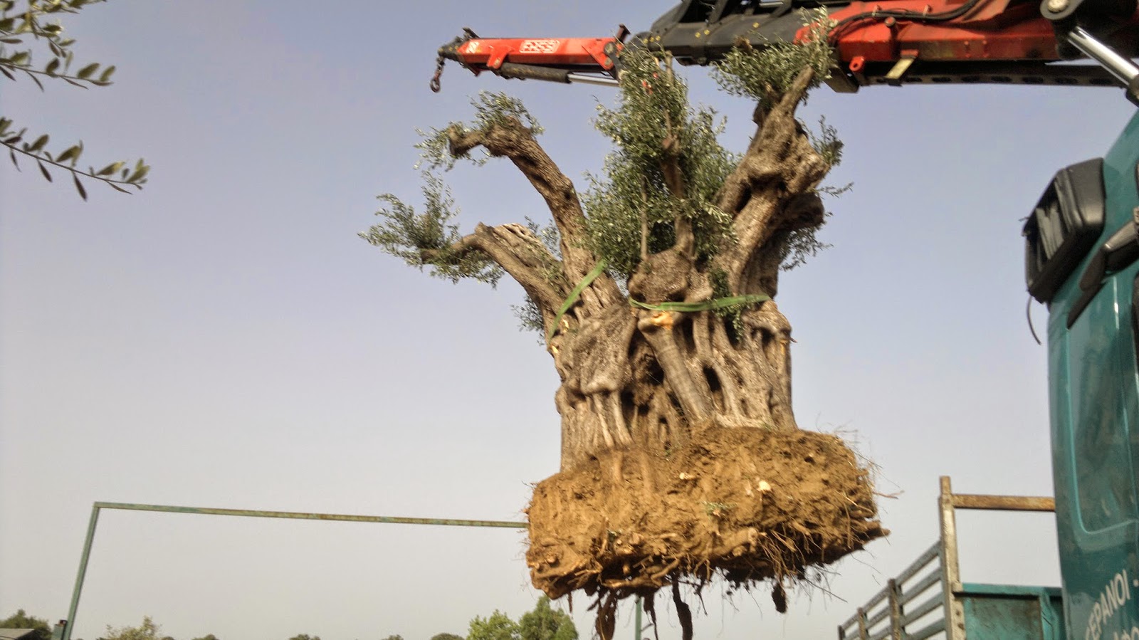 ΦΥΤΩΡΙΑ ΔΕΛΤΑ NURSERIES DELTA TREES LTD: MARATHON STONE & DELTA TREES