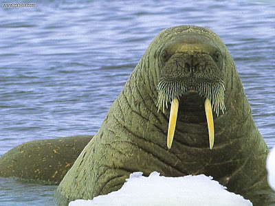 Walrus | The Most Fascinating Animal In The World | The Wildlife