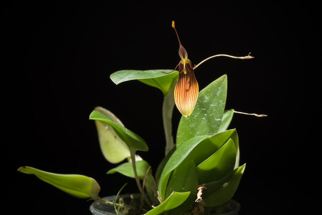 Restrepia trichoglossa care and culture | Travaldo's blog