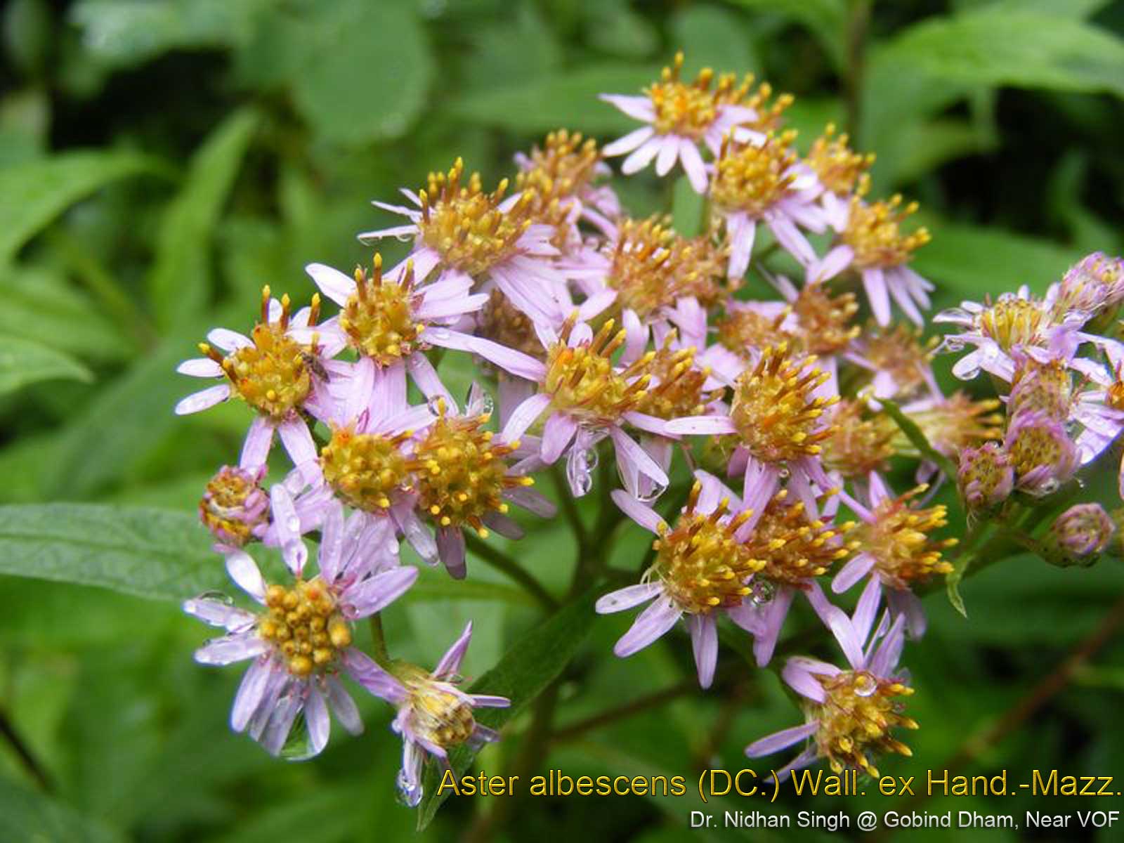 Medicinal Plants: Aster albescens