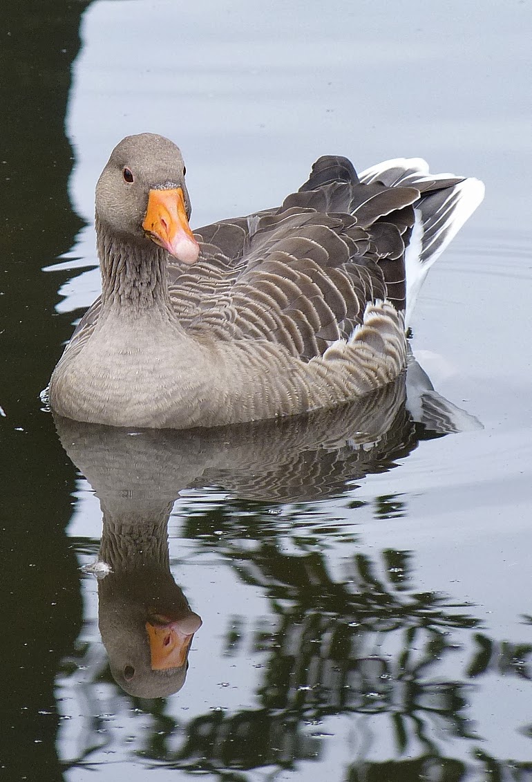 Birding For Pleasure: Greylag Goose