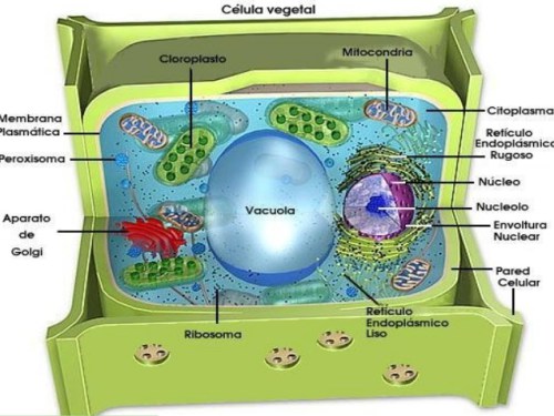 VACUOLA