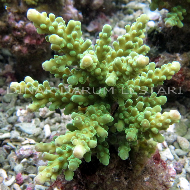 PT. DINAR DARUM LESTARI: Acropora spp