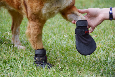 The Dog Geek: Product Review: Ultra Paws Durable Dog Boots