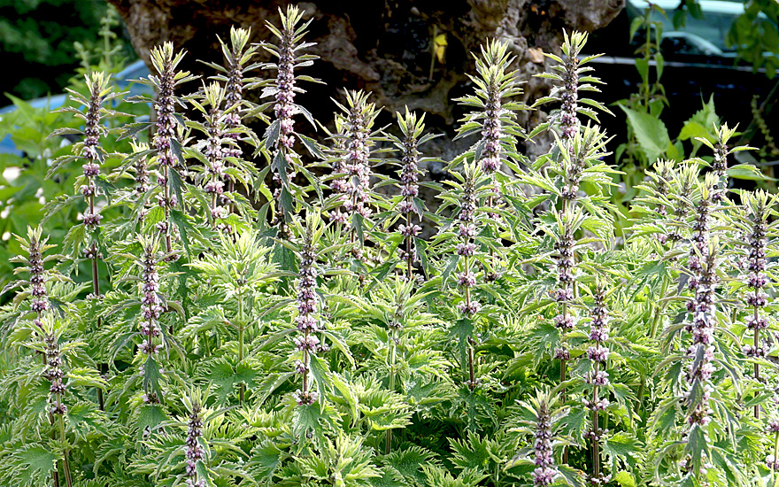 Seminte si plante de gradina hobby: Talpa gastei-Leonurus cardiaca ...