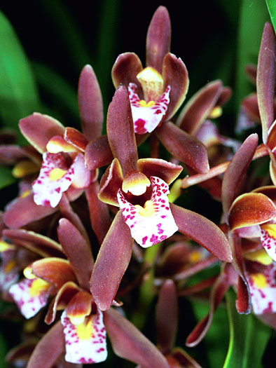 Orchidėjų namai: Cymbidium