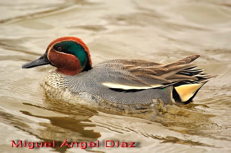 Cuaderno de Campo: Cerceta común (Anas crecca)